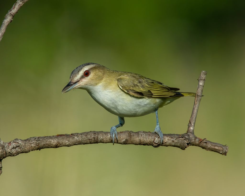 Mingo Springs Birding Trail | Rangeley Lakes Heritage Trust